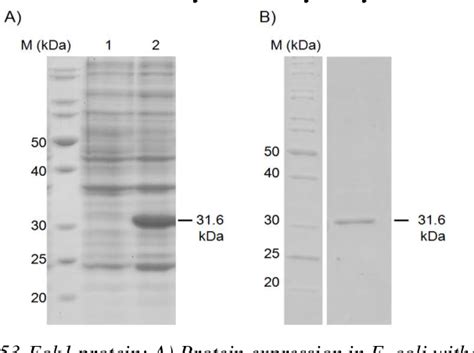 Figure 1 From Generation Of A Nuclease Targeting Parallel G Quadruplex For Specific Cutting Of