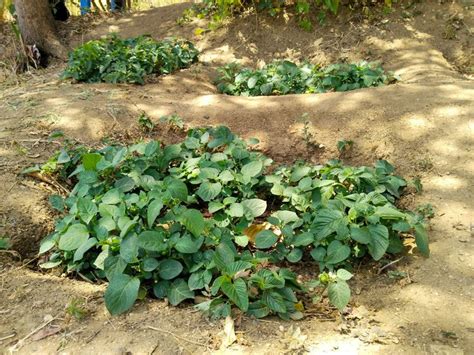 A Simple Water Harvesting Solution For Farmers In Kitui County
