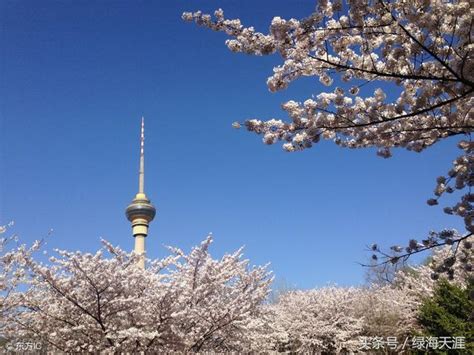 櫻花怒放時節的玉淵潭公園 每日頭條