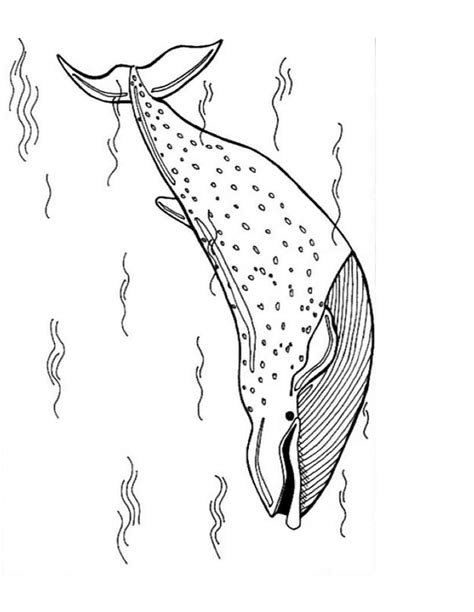 Ballena Azul Para Colorear