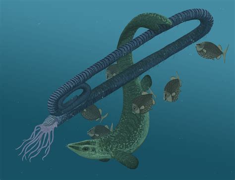 Diplomoceras Cylindraceum Are The Largest Heteromorph Non Disc Shaped