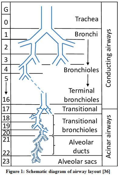 Automated Localized Approach For Airway Segmentation In 3d Chest Ct Volume Biomedical And
