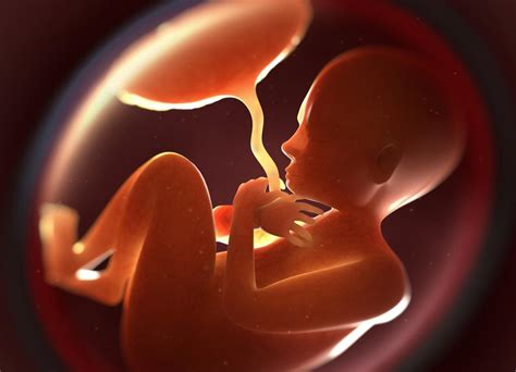 What disorders can affect the placenta during pregnancy?