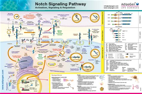 Notch Signaling Pathway