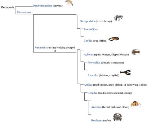 Perspective Chapter Crustaceans Taxonomy Intechopen