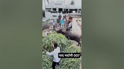 नादजिवापलीकडचा नादहारक्तातअसावालागतो नादमर्दानी घाव कि