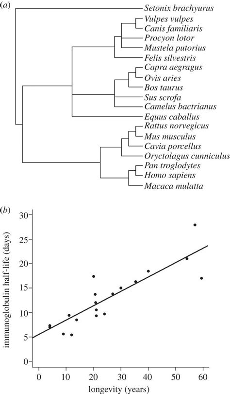 Evolution Of The Temporal Persistence Of Immune Protection Biology