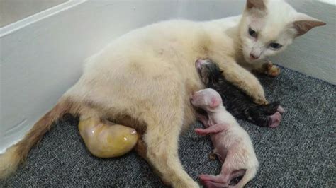 Mom Cat Giving Birth To 4 Cute Kittens YouTube