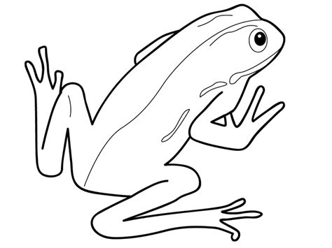 Amphibian Drawing At Getdrawings Free Download