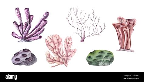 Coral Set Polyps Corals Of Various Types And Shapes Lagoon Underwater World Sea Rocks That