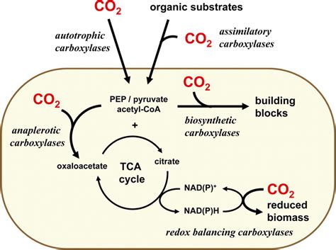Acetyl Coa Carboxylase Pathway