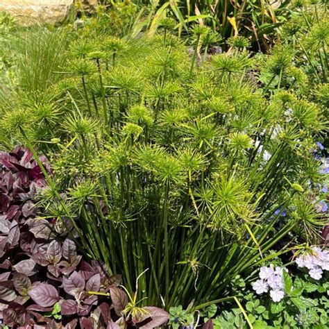 Graceful Grasses® Queen Tut™ Cyperus