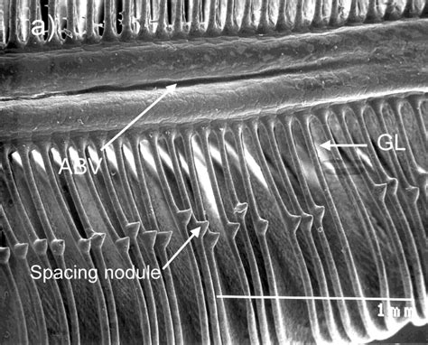 A Scanning Electron Micrograph Of Callinectes Sapidus Gills 150 To