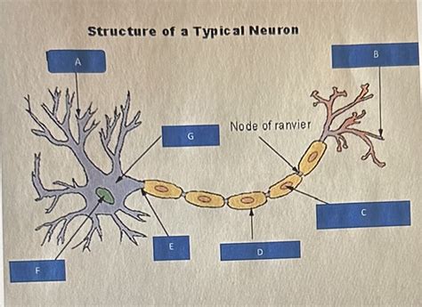 Typical Neuron Structure Diagram Quizlet
