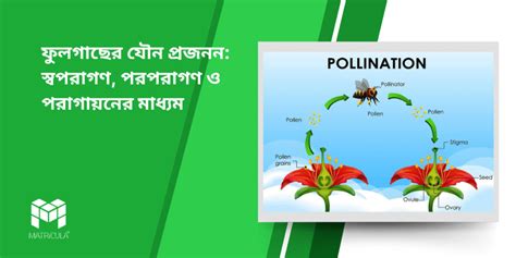 Sexual Reproduction In Flowering Plants Self Pollination Cross