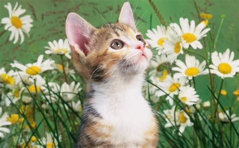 고양이 배경 컴퓨터 바탕화면 고화질 사진 모음 네이버 블로그