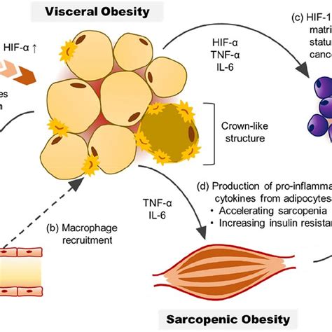The Physiologic Roles Of Specific Body Composition Phenotypes A The Download Scientific