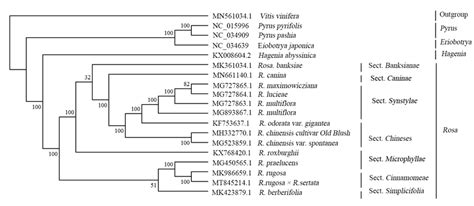 Maximum Likelihood Ml Phylogenetic Tree Of Species Of Rosaceae