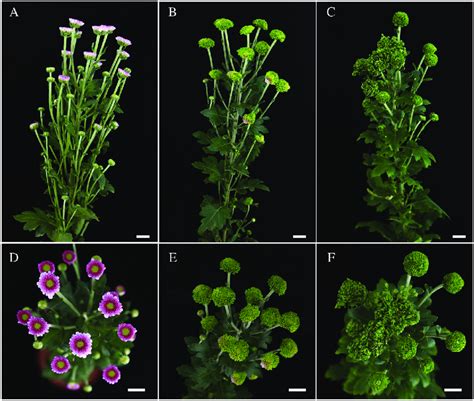 phenotype analysis of wild type and mutant lines a c side view of