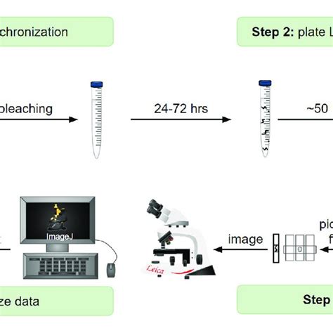 Workflow Diagram Of The Gfp Rnai Module Step 1 For Both Codon