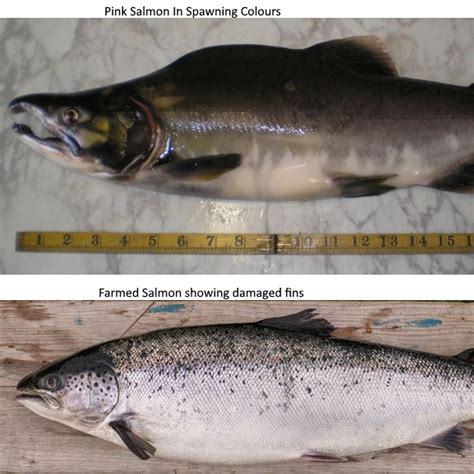 Spawning Salmon Meaning At James Browning Blog