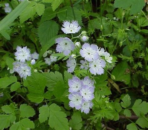 Фацелия низкорослая Пурша (Phacelia purshii)
