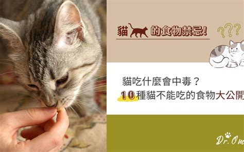 【貓的食物禁忌】貓吃什麼會中毒？10種貓咪不能吃的食物大公開！ 《歐米醫師》dr Omi的寵物健康專欄