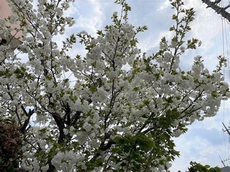 お花見埼玉県吉川市の市内一小さい宗教自由霊園 ワンハートメモリアル