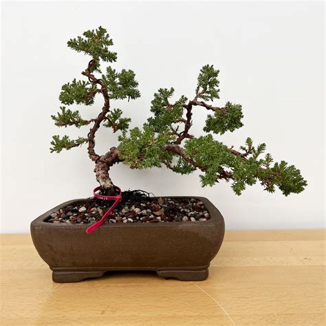 Juniper Bonsai Tree No 18815 At