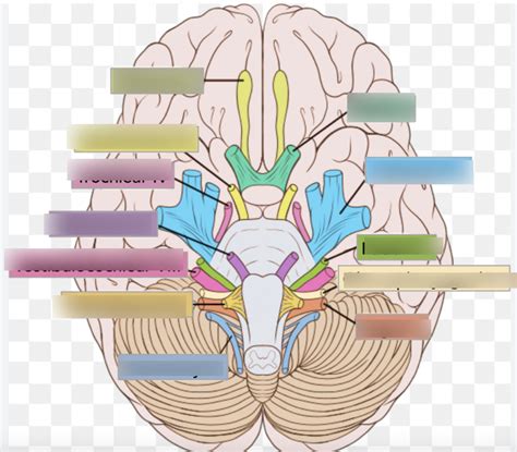 LAB Cranial Nerves Diagram Quizlet