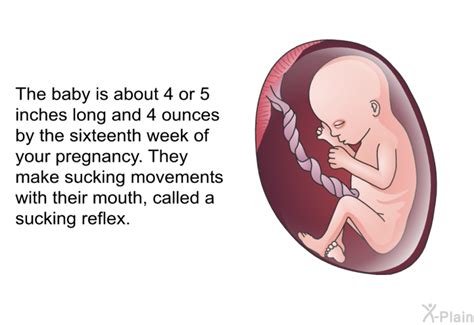 Pregnancy Second Trimester What To Expect