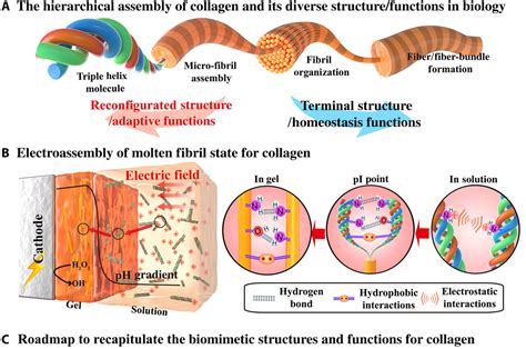 Collagen Structure