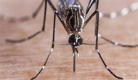 Understanding The Zika Virus Causes Symptoms And Prevention By