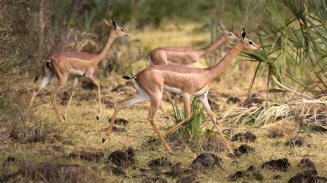 Samburu Special Five Samburu Special 5 Kenya Wildlife Safaris