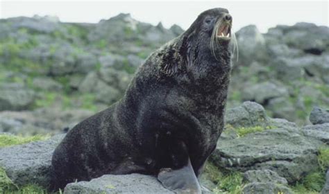 Oso Marino ártico Focapedia