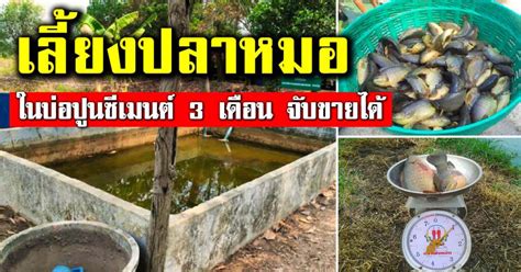 เลี้ยงปลาหมอ ในบ่อปูนซีเมนต์ แนวทางเกษตรเกร็ดความรู้