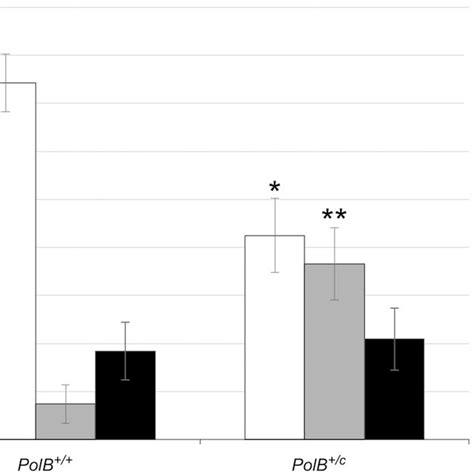 The Effect Of Heterozygosity For The Polb C Mutation On The Number Of Download Scientific