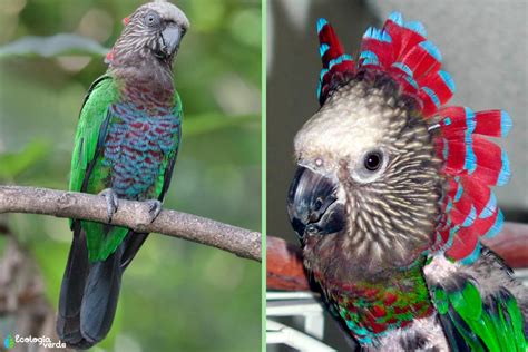 15 Tipos De Loros Especies Y Fotos
