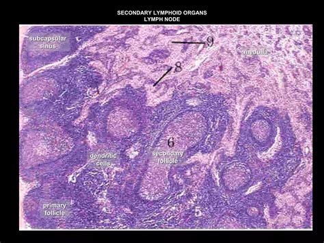 Organs Immune System 1 Ppt