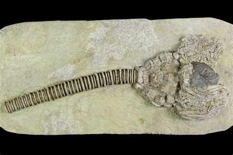 8 Crinoid Actinocrinites And Gastropod Platyceras Crawfordsville