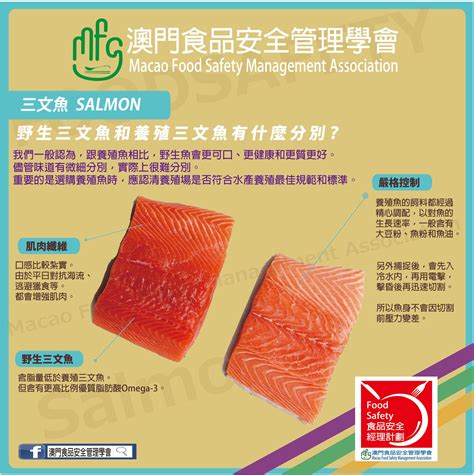澳門食品安全管理學會 食材知識篇 三文魚🍣🍣 野生三文魚和養殖三文魚有什麼分別？ 我們一般認為，跟養殖魚相比，野生魚會更可口、更健康和