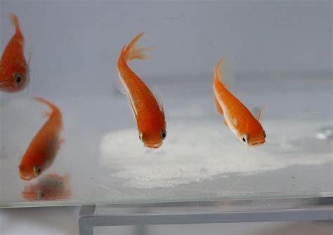 清楚な楊貴妃透明鱗！ ～ そこに、紅白透明鱗が入ると、華やかで楽しそう！笑 ～ 鉄のメダカの学校 〜可愛いめだかのフォト日記～