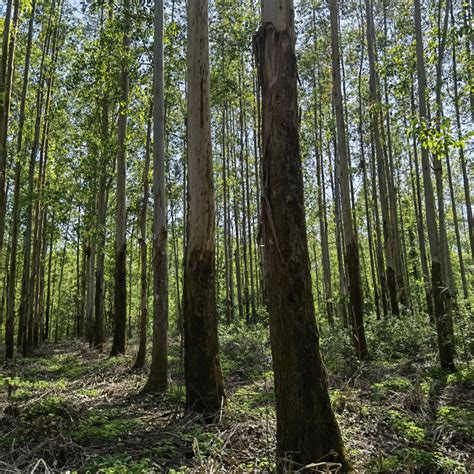 林木采伐设计【设计 调查 勘察】 梧州市中森林业勘察设计有限公司