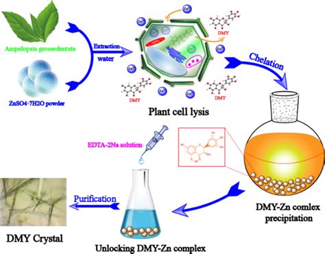 Diagram Of The Chelation Extraction Process Of Dmy Download