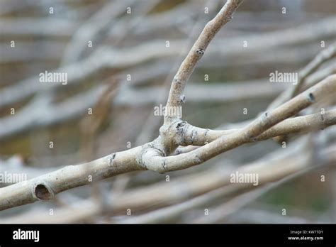 Tree Branches Without Leaves Stock Photo Alamy