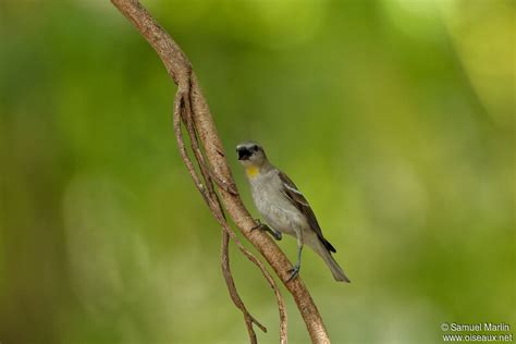 Moineau à Gorge Jaune Adulte Sama327431