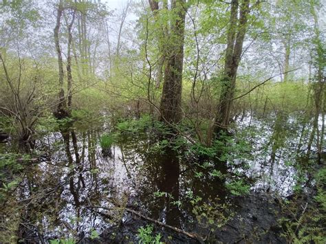 Hockomock Swamp Atlas Obscura