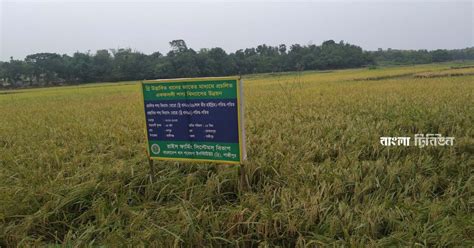 নতুন উদ্ভাবিত বঙ্গবন্ধু ধান ১০০ চাষে ফলন দেড় দুই গুণ বেশি