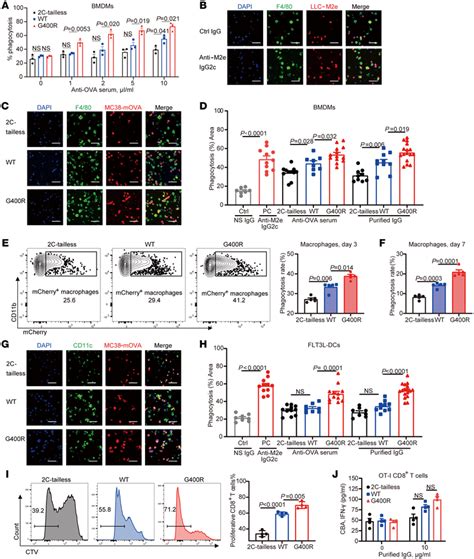 Enhanced Adcp Activity And Cd8 T Cell Priming Are Mediated By