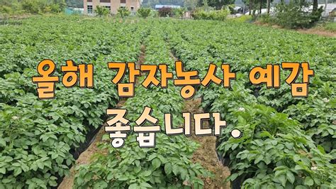 올해 감자 농사 느낌 좋습니다 Youtube